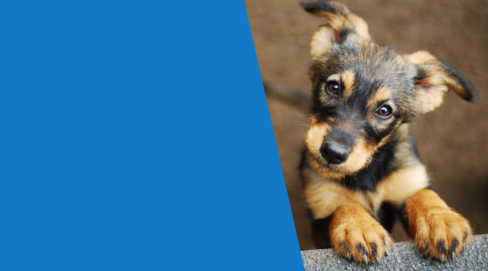 SPCA